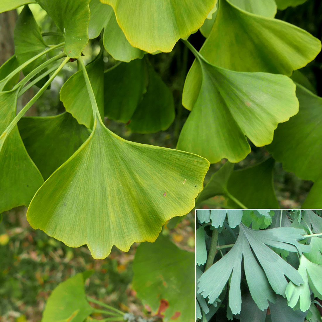 Ginkgoaceae