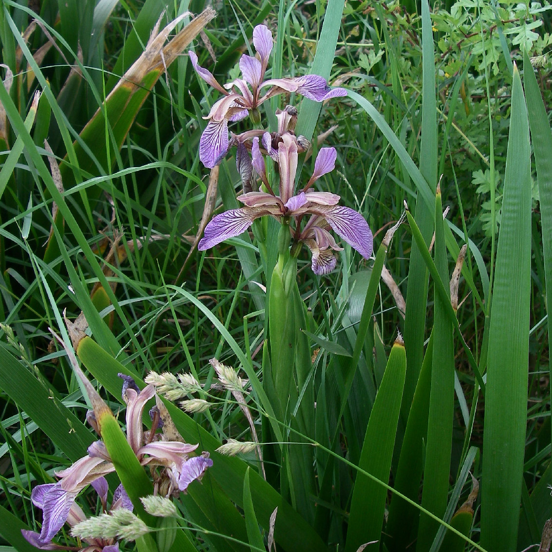 Iridaceae