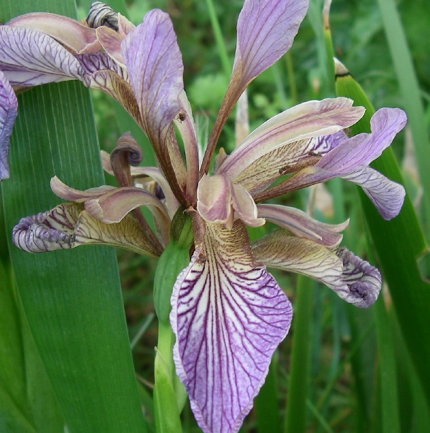Iridaceae