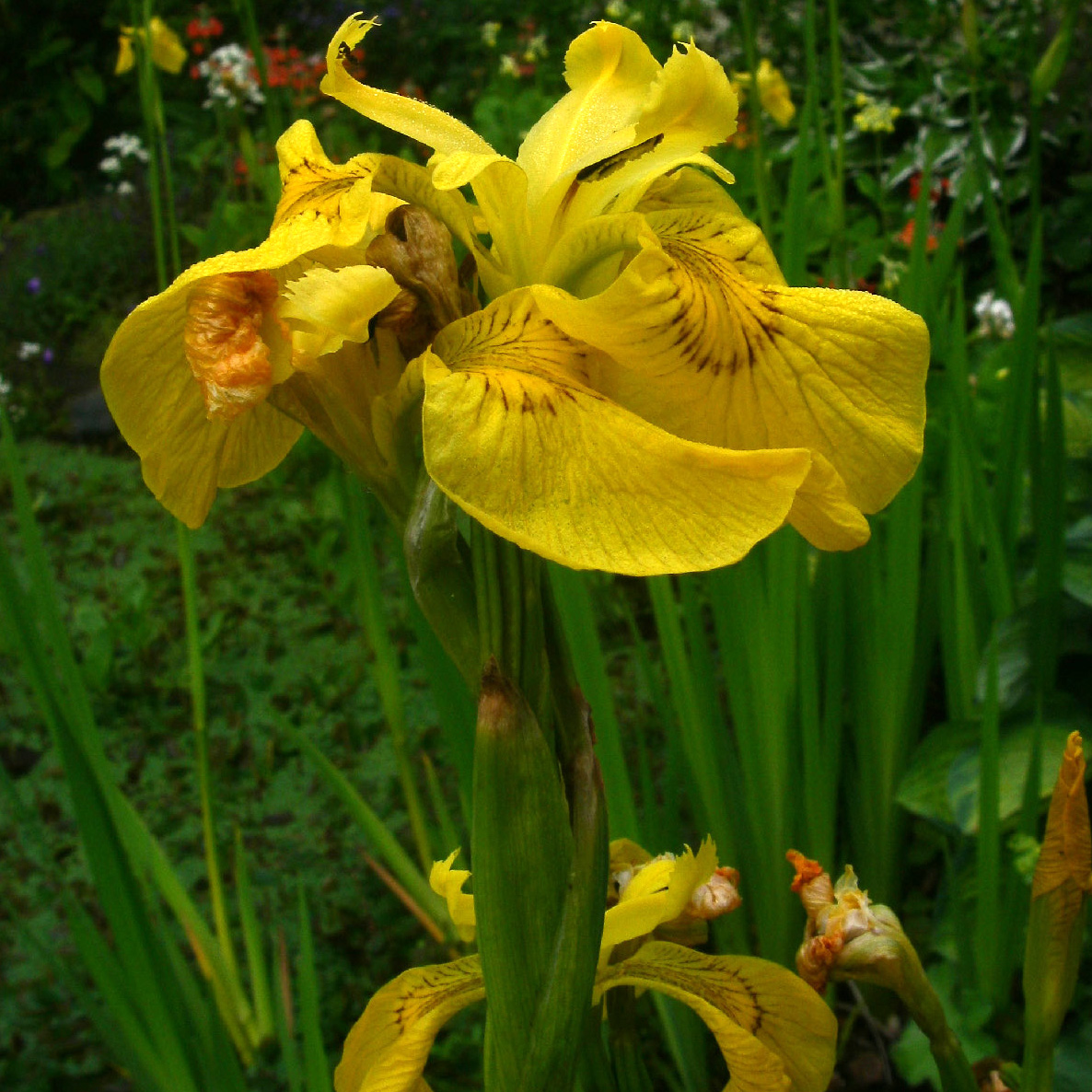 Iridaceae