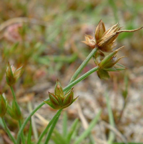 Juncaceae