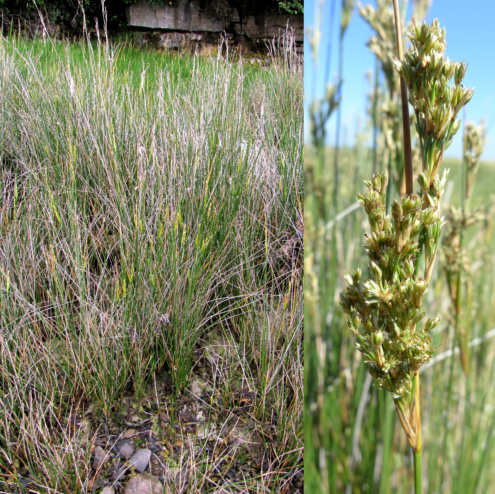 Juncaceae