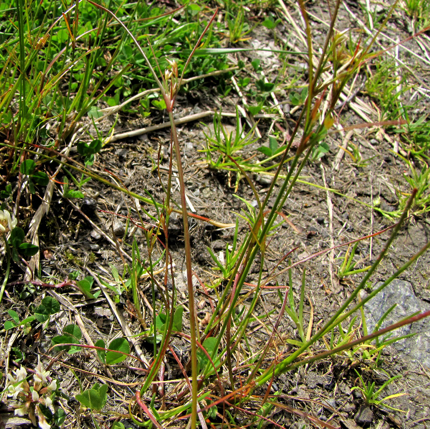 Juncaceae