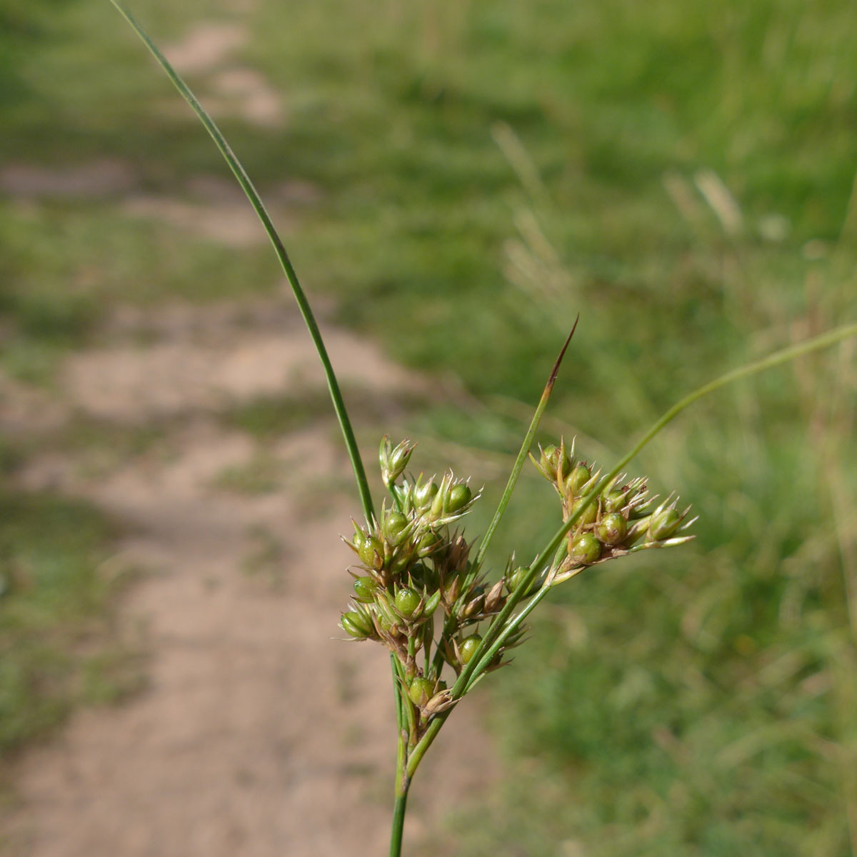 Juncaceae