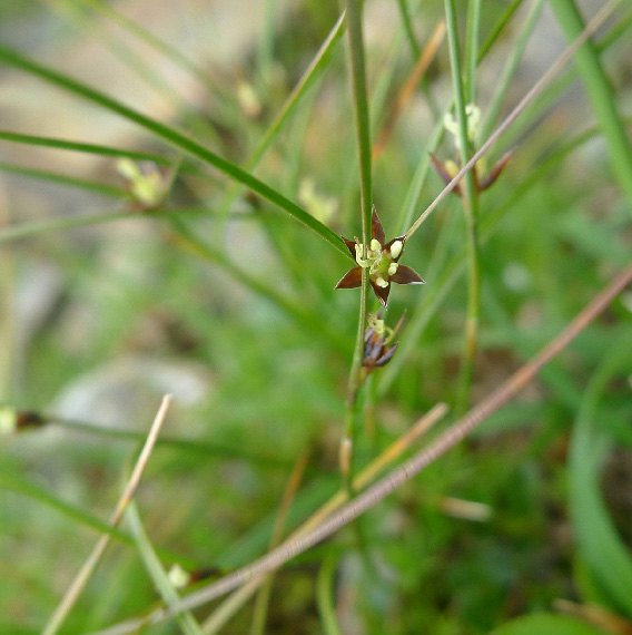 Juncaceae