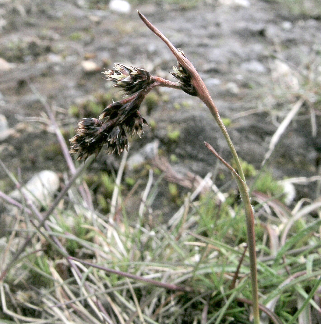 Juncaceae