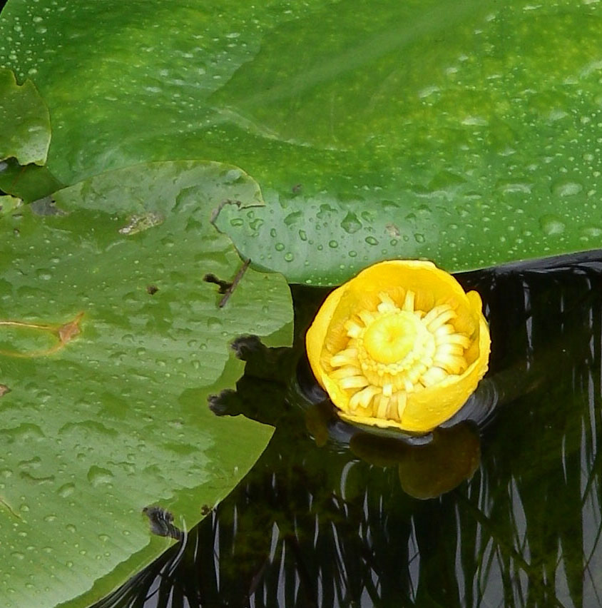 Nymphaeaceae