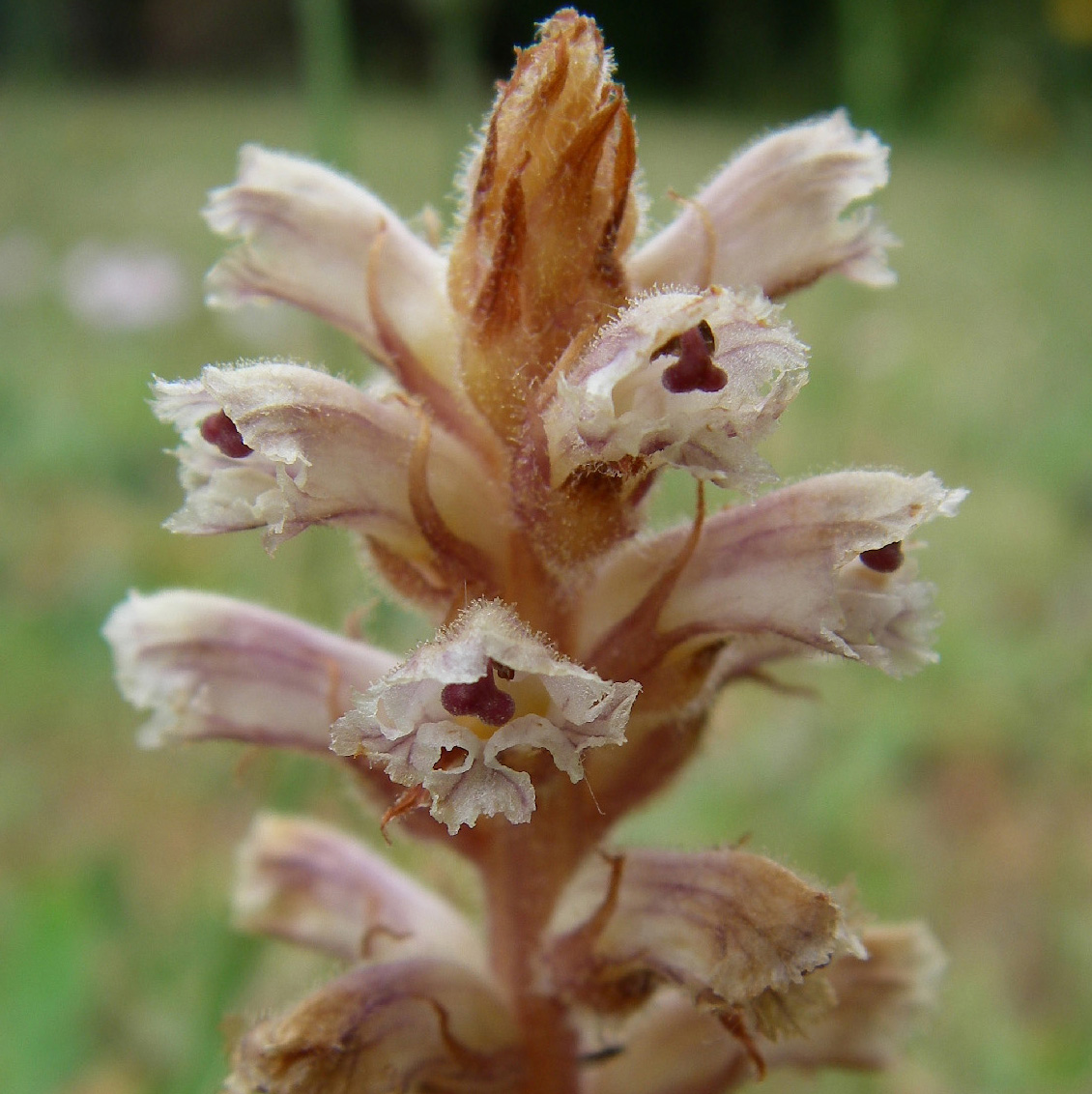 Orobanchaceae