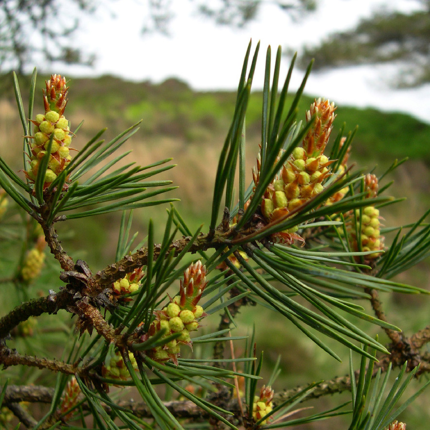 Pinaceae