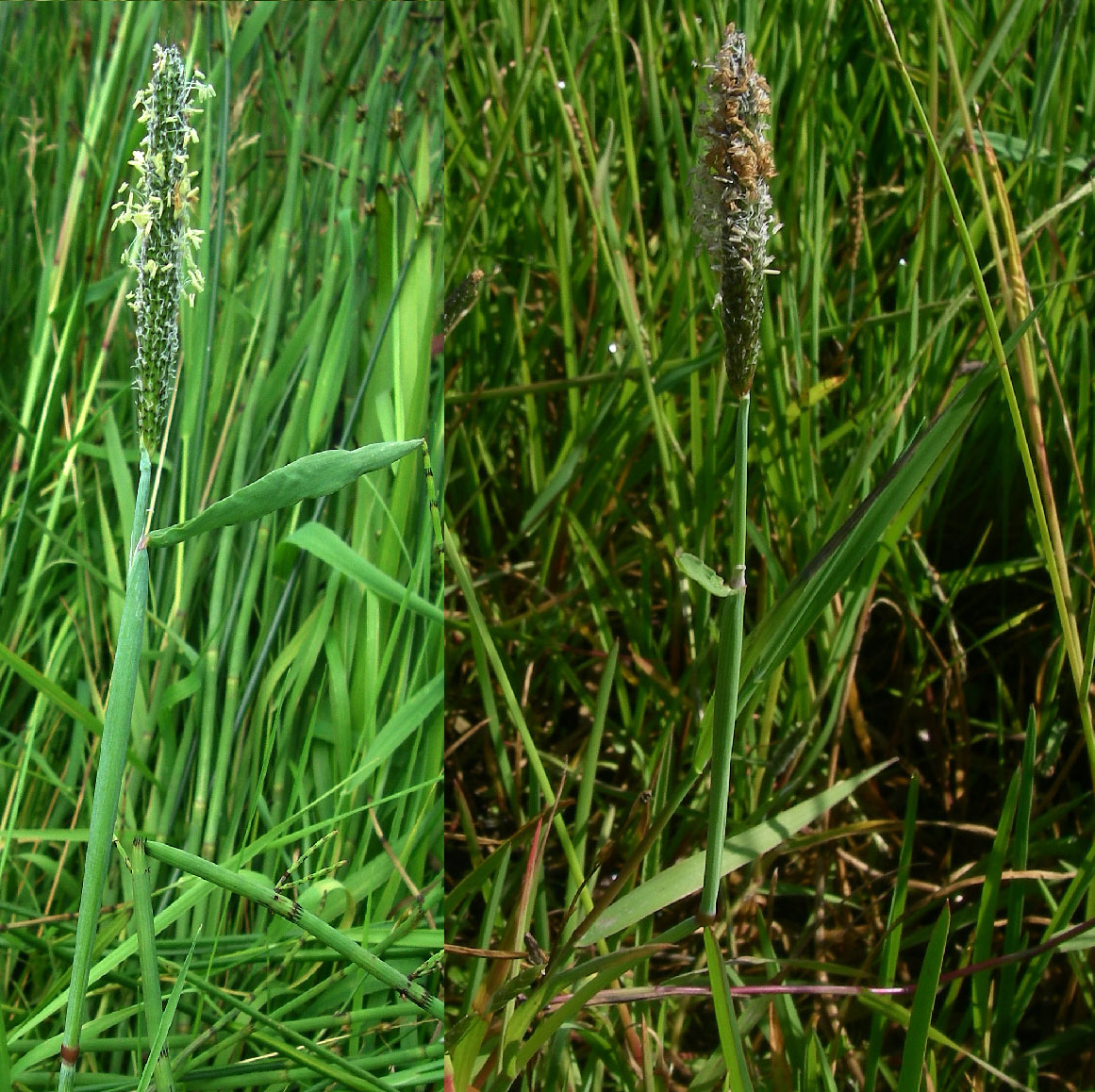 Poaceae