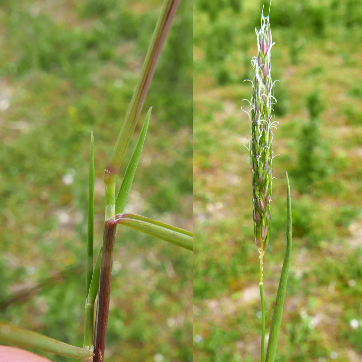 Poaceae