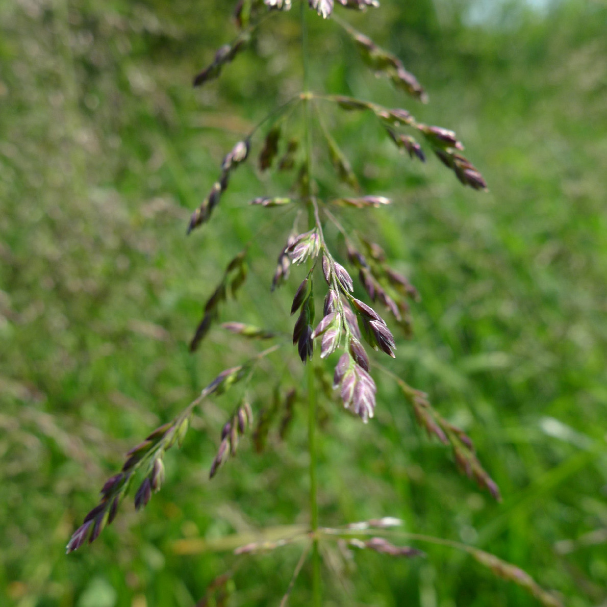 Poaceae