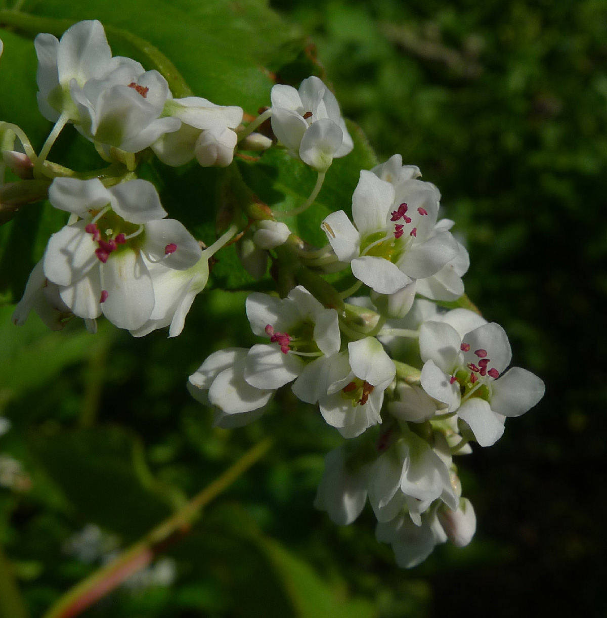 Polygonaceae