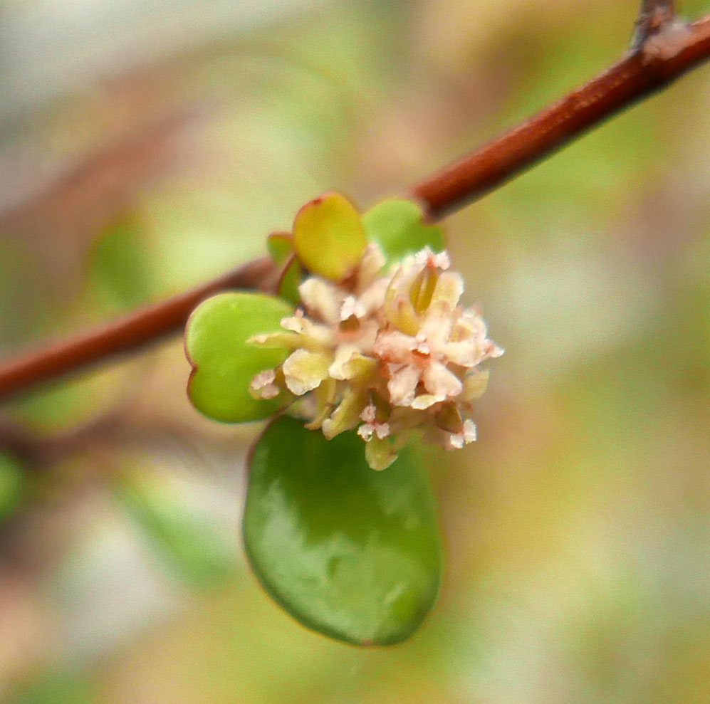 Polygonaceae