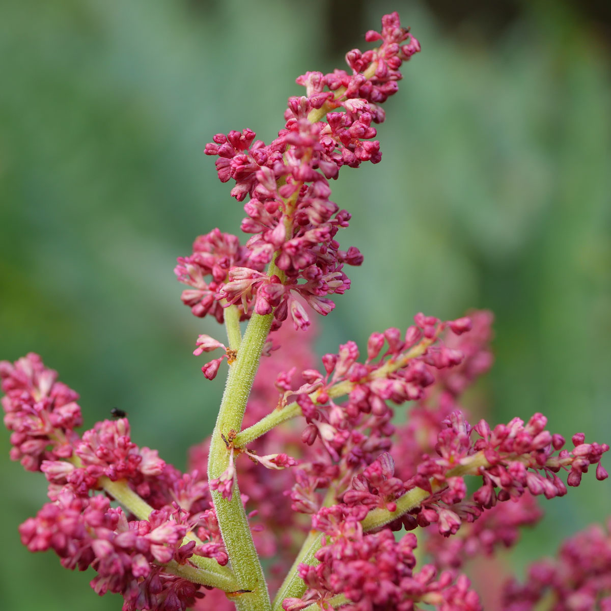 Polygonaceae