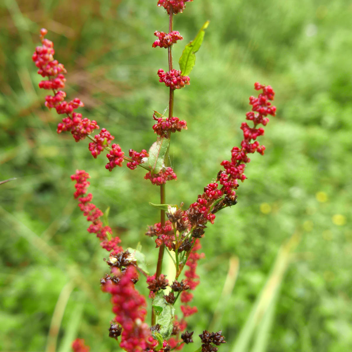 Polygonaceae