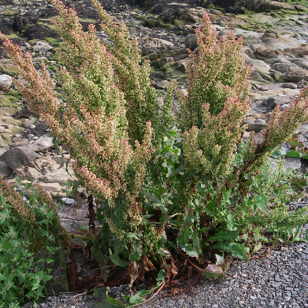Polygonaceae
