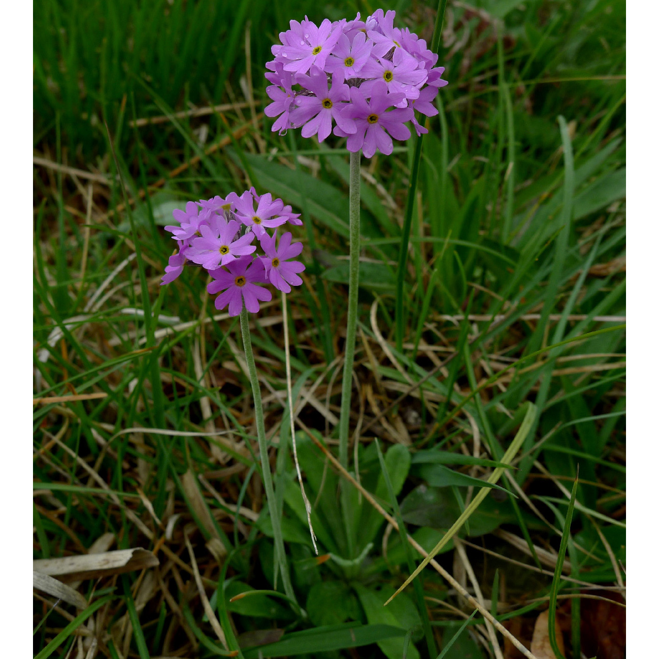 Primula scotica . . . Scottish primrose