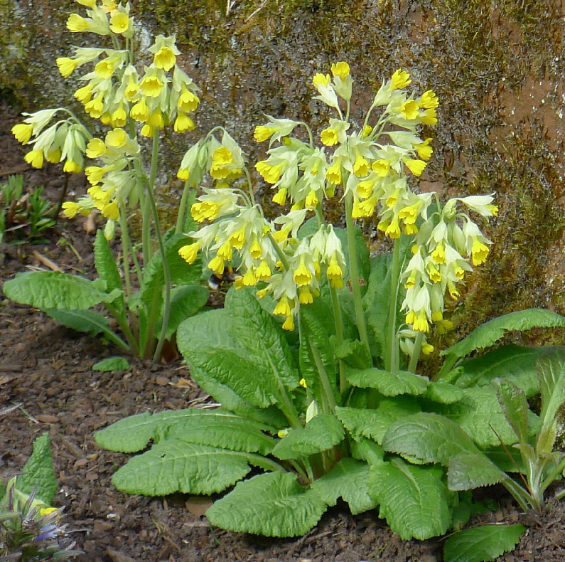 Primula vulgaris . . . Primrose