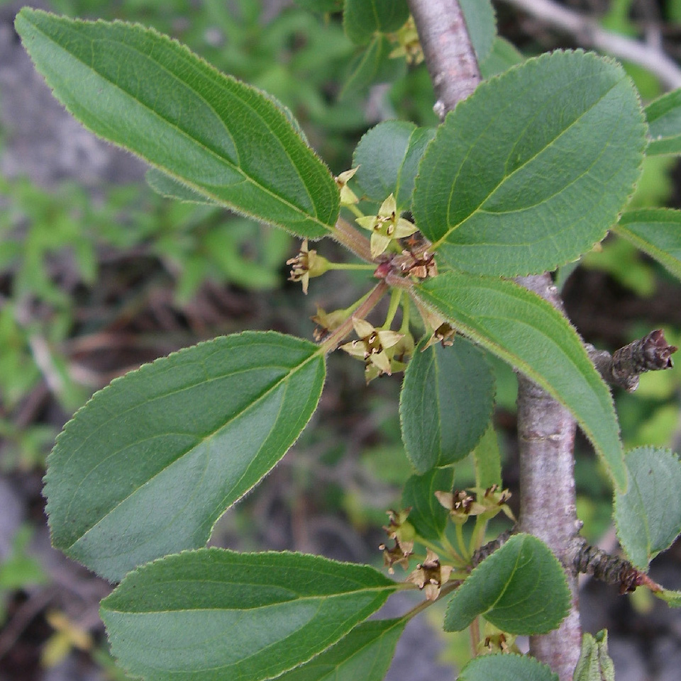 Rhamnaceae