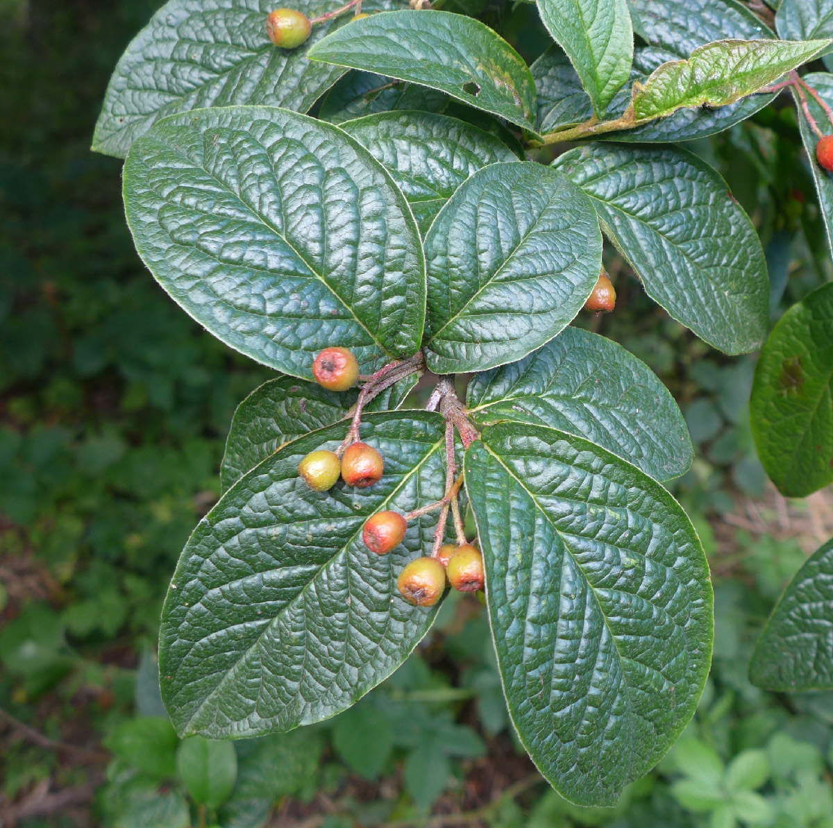 Rosaceae