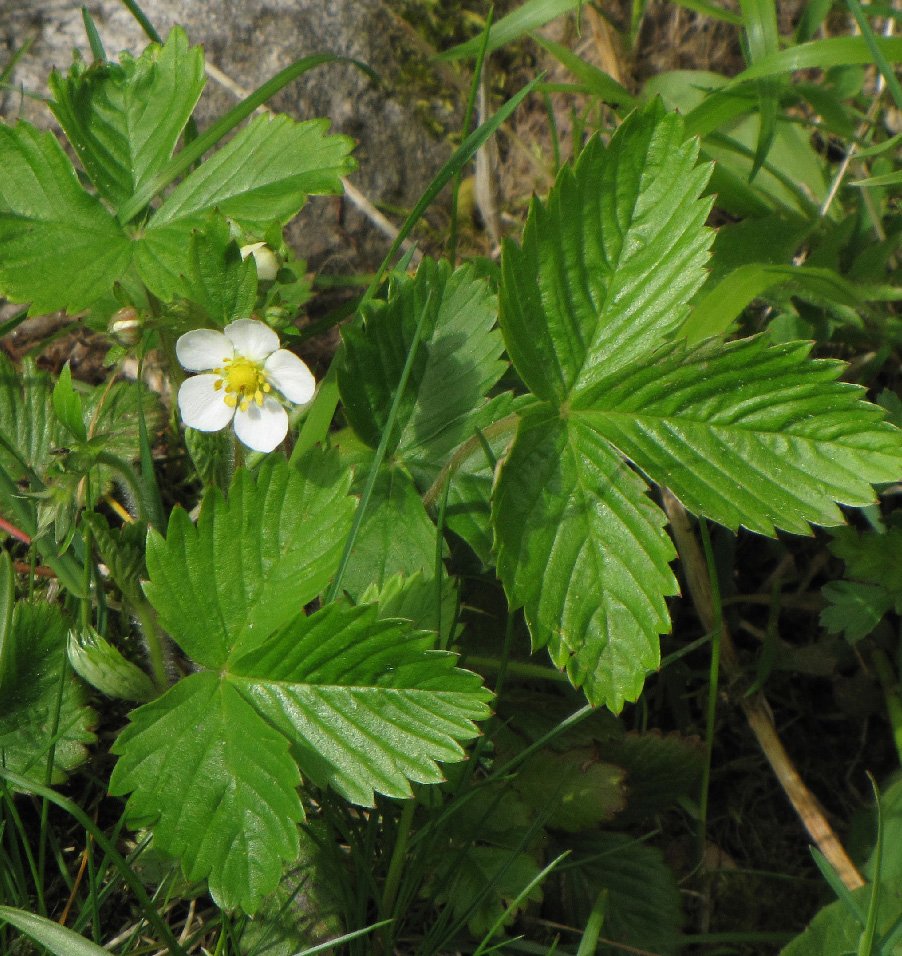 Rosaceae