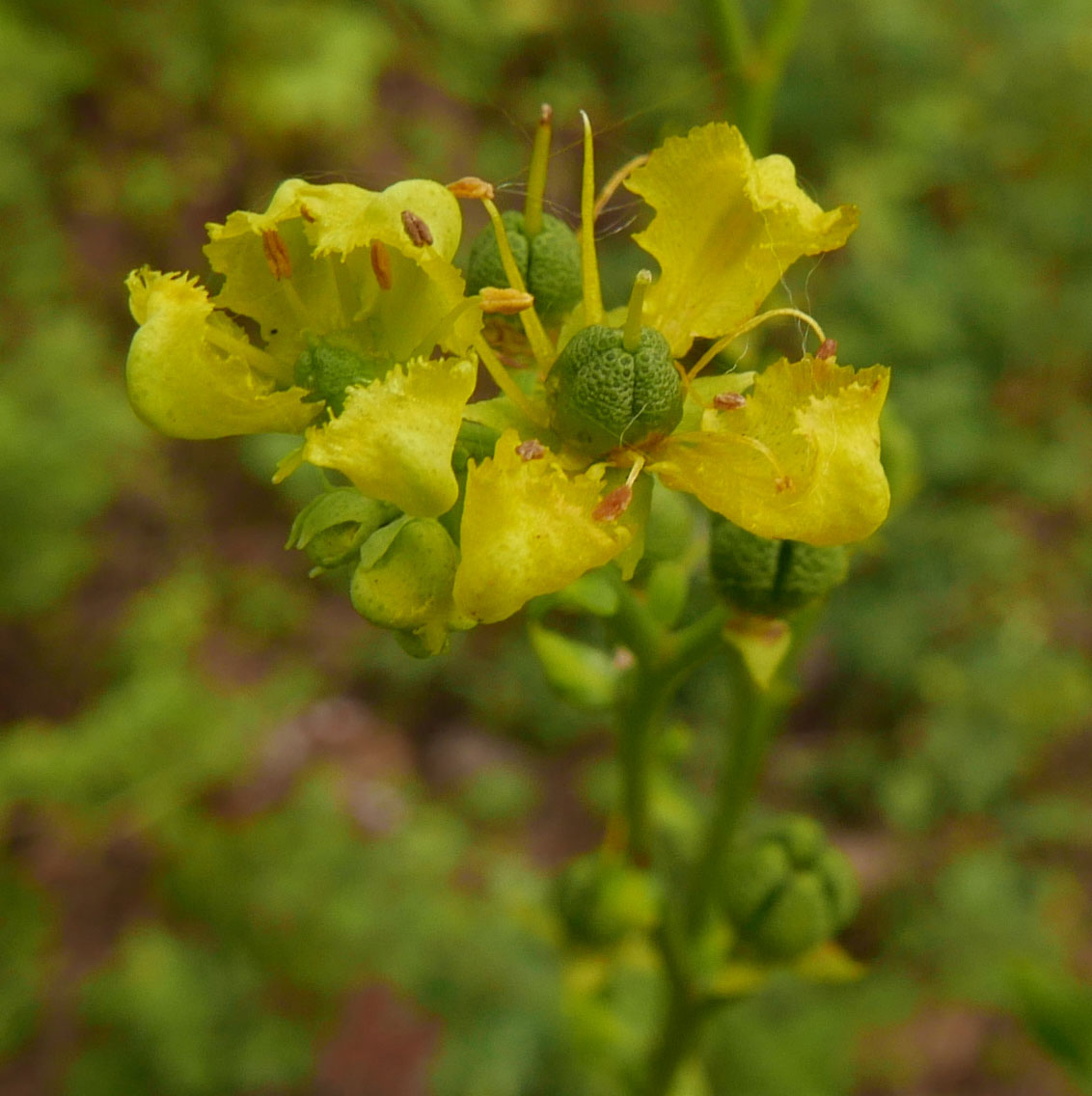 Rutaceae