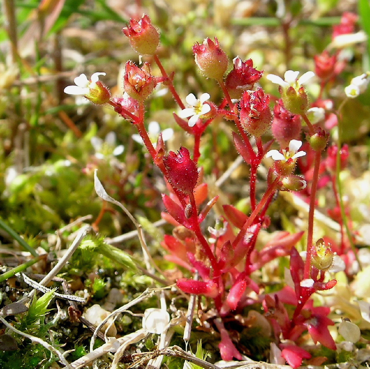 Saxifragaceae