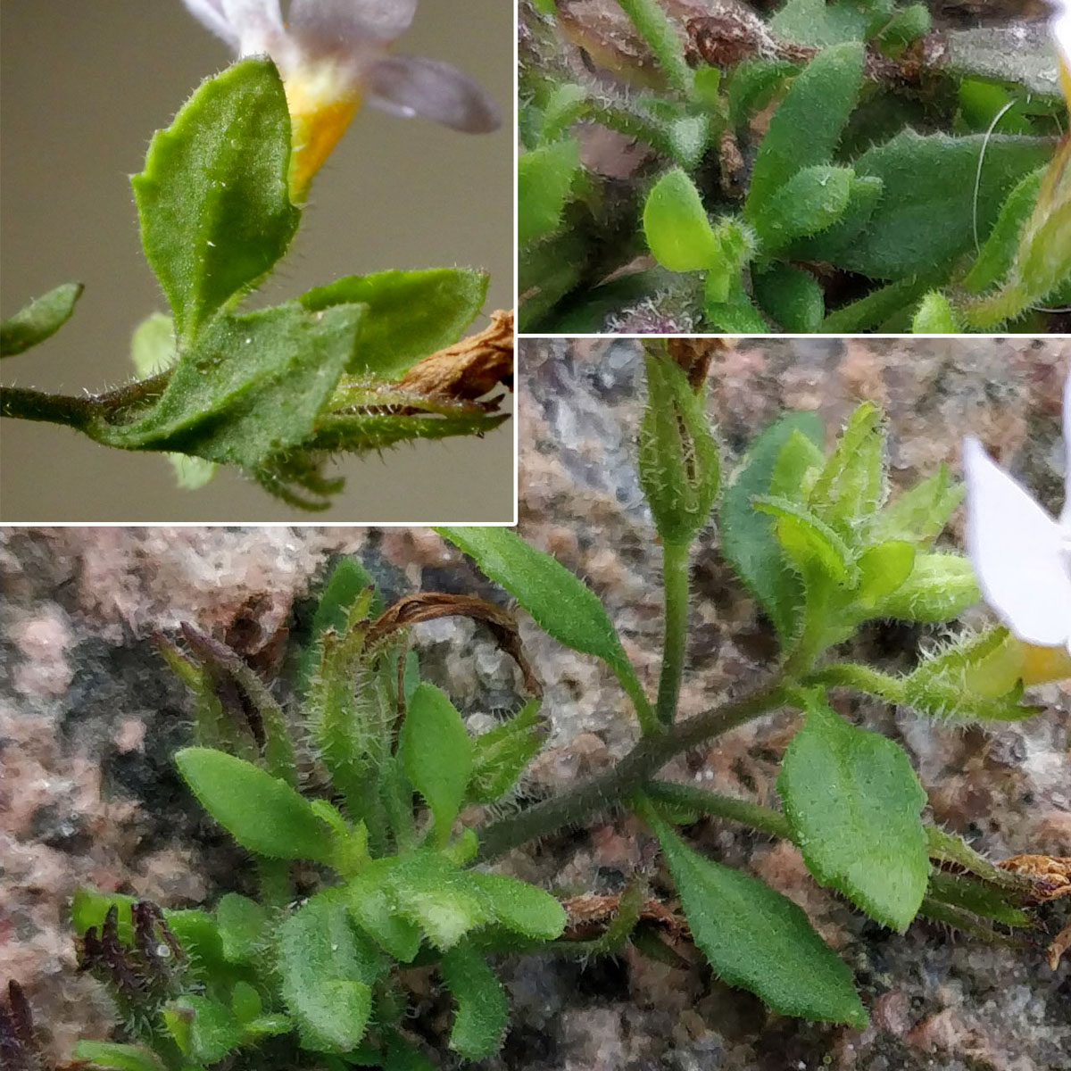 Scrophulariaceae