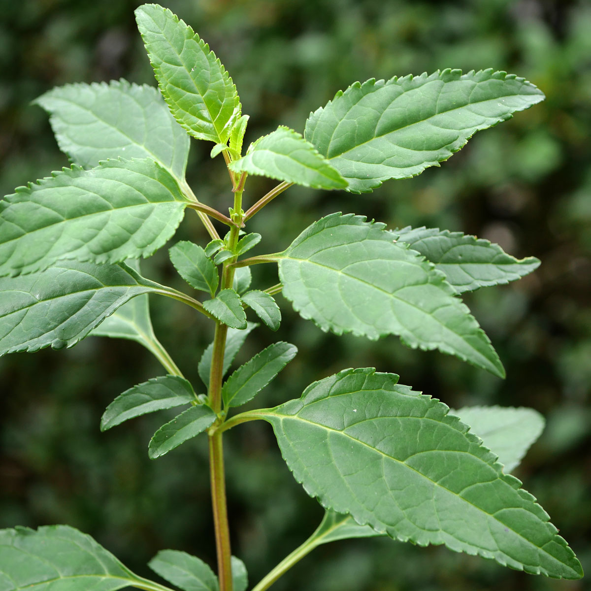 Scrophulariaceae
