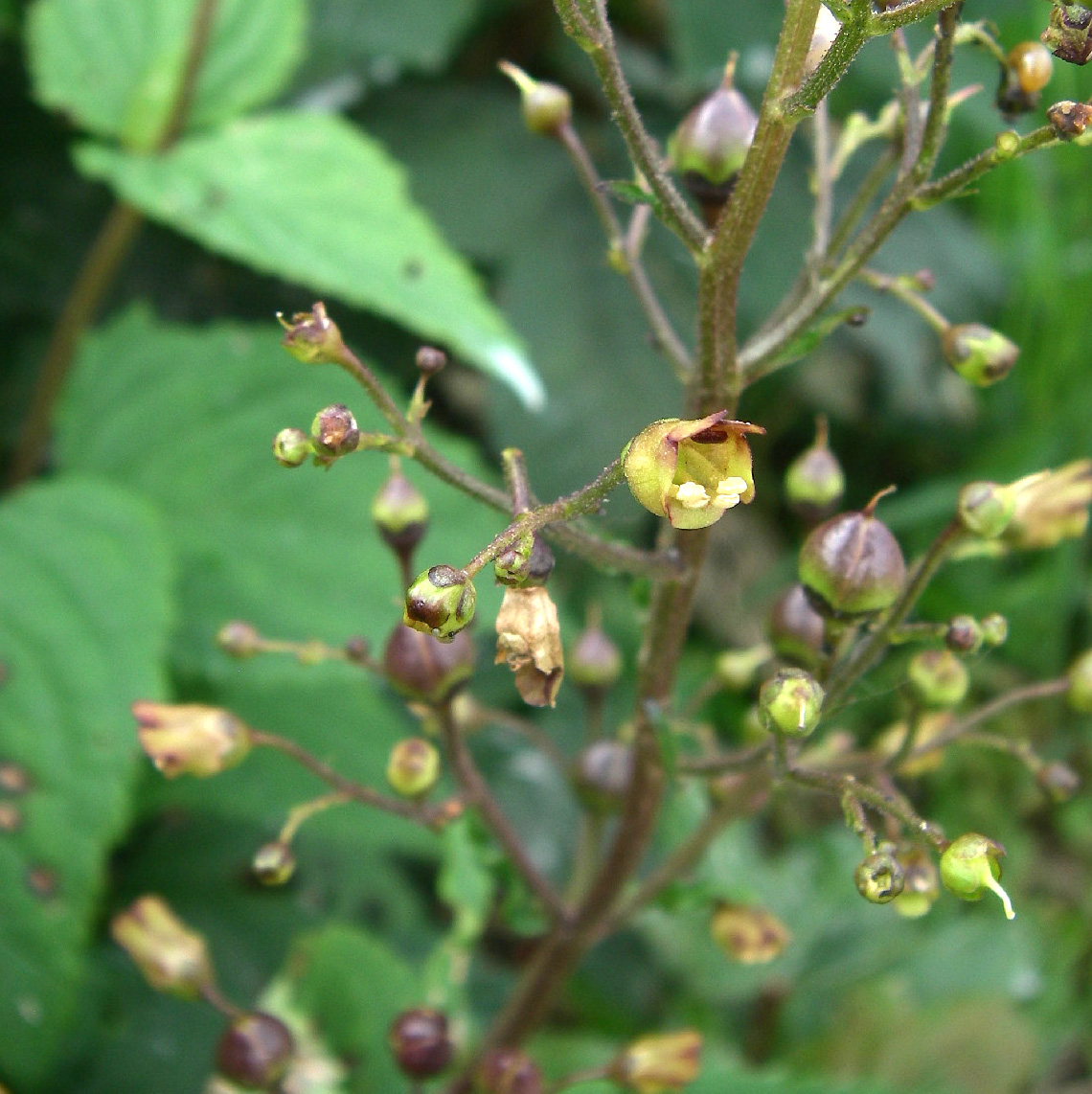 Scrophulariaceae