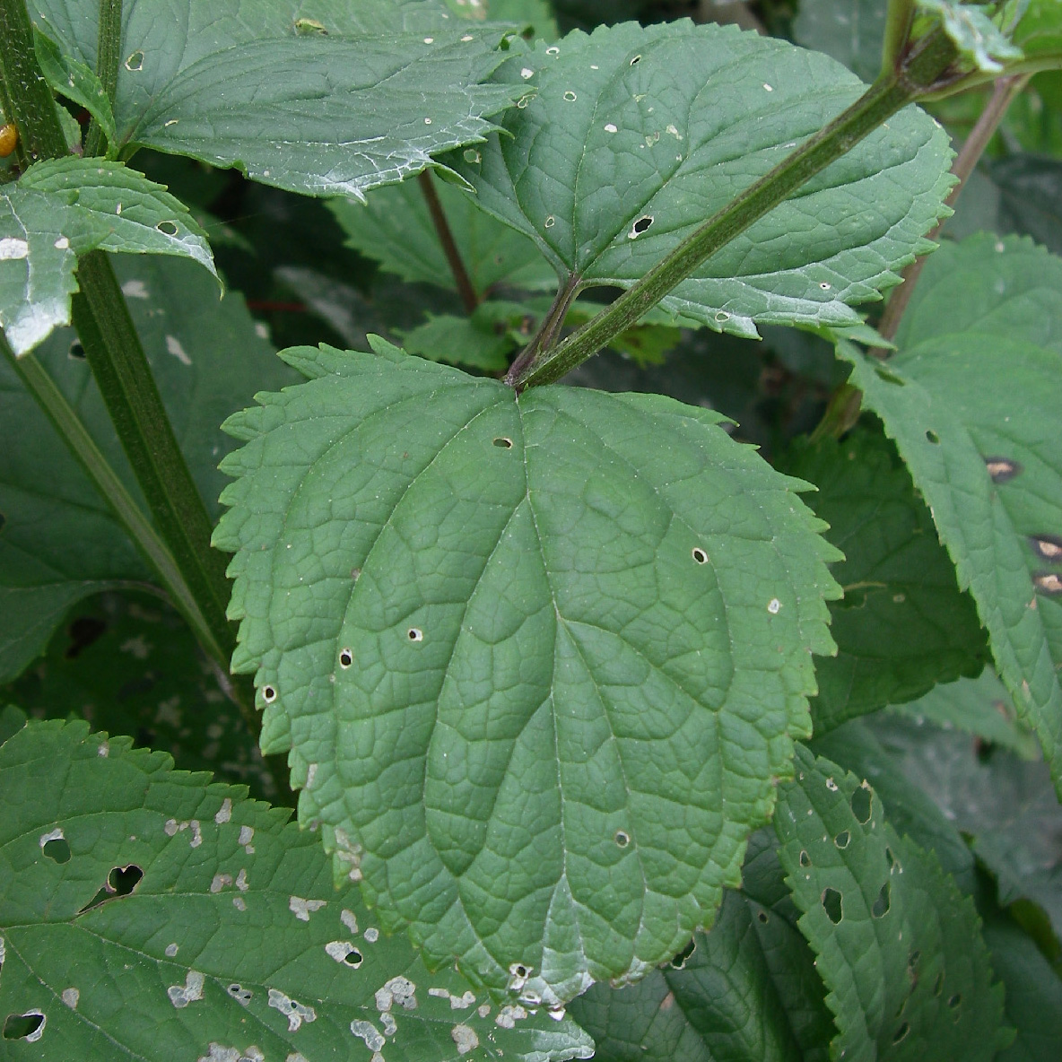 Scrophulariaceae