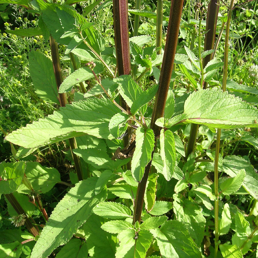 Scrophulariaceae