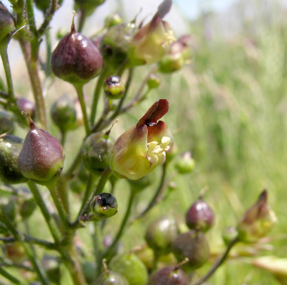 Scrophulariaceae