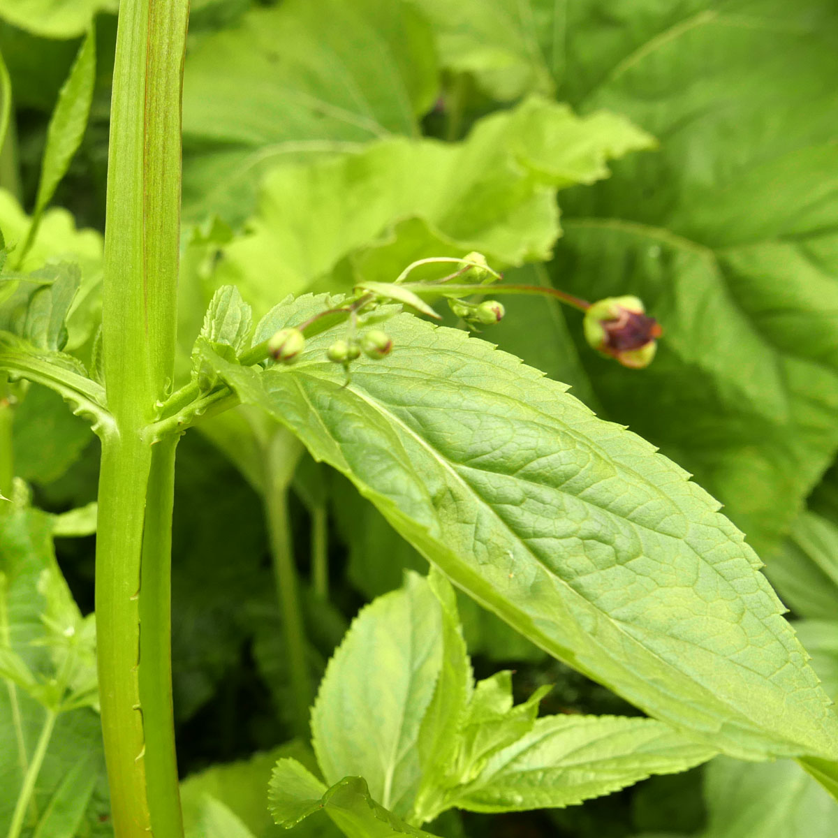 Scrophulariaceae