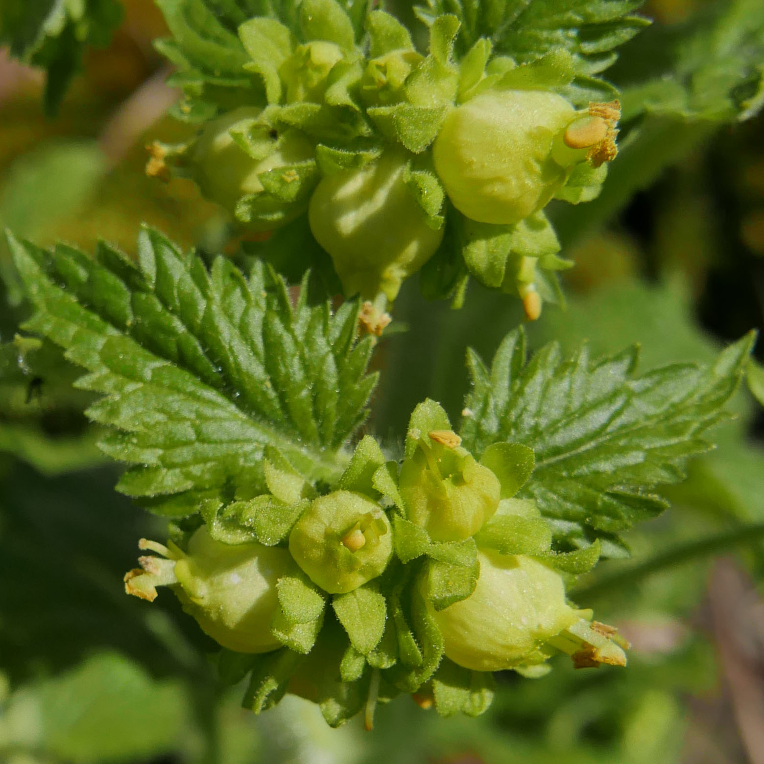 Scrophulariaceae
