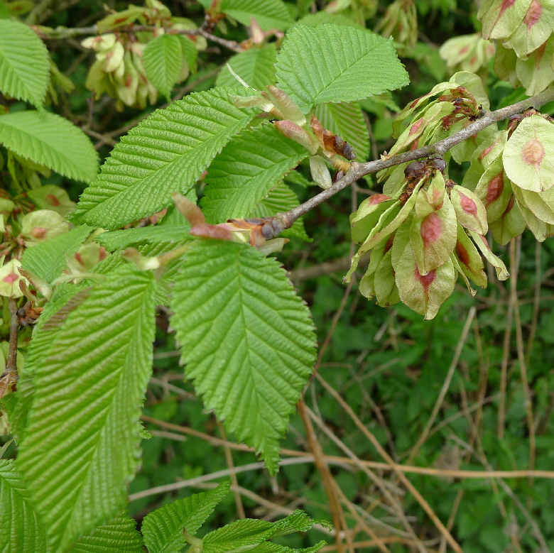 Ulmaceae