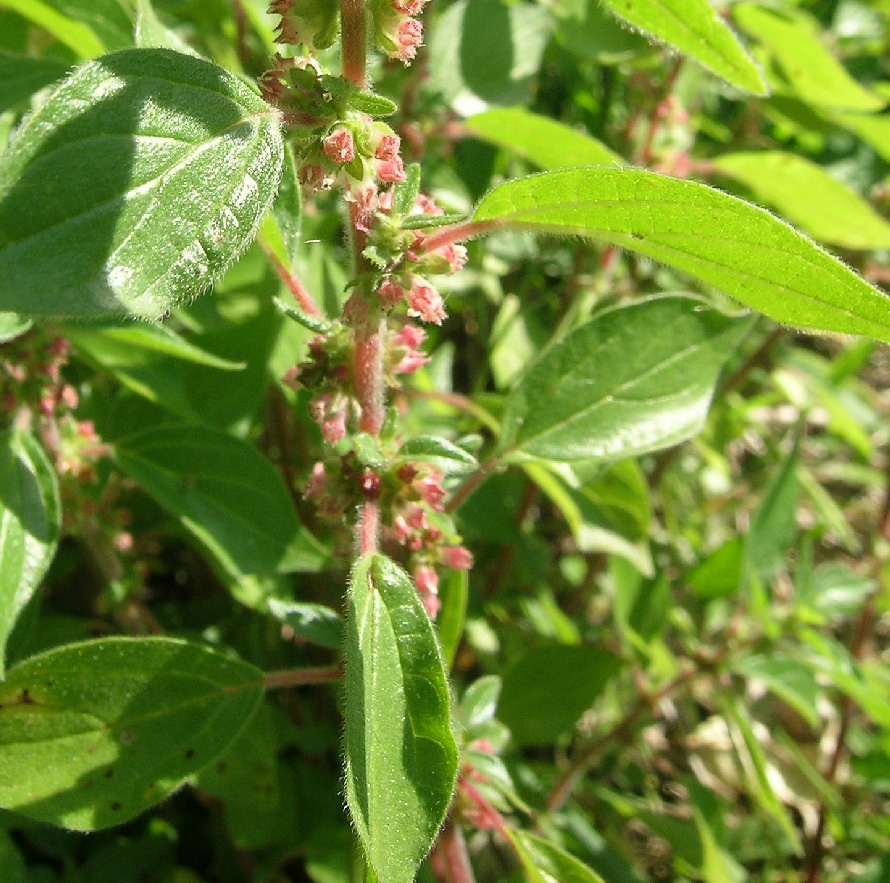 Urticaceae