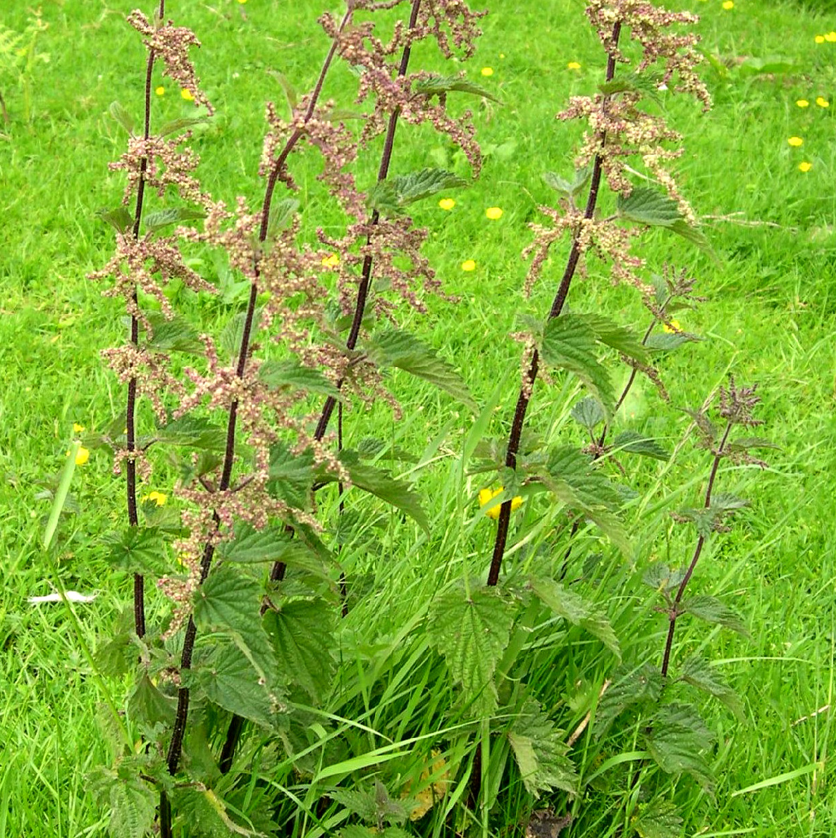 Urticaceae